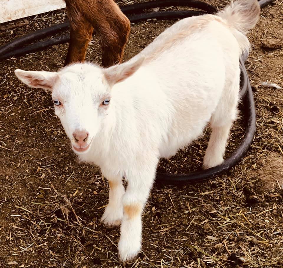 Nigerian Goats – Swift Family Farm